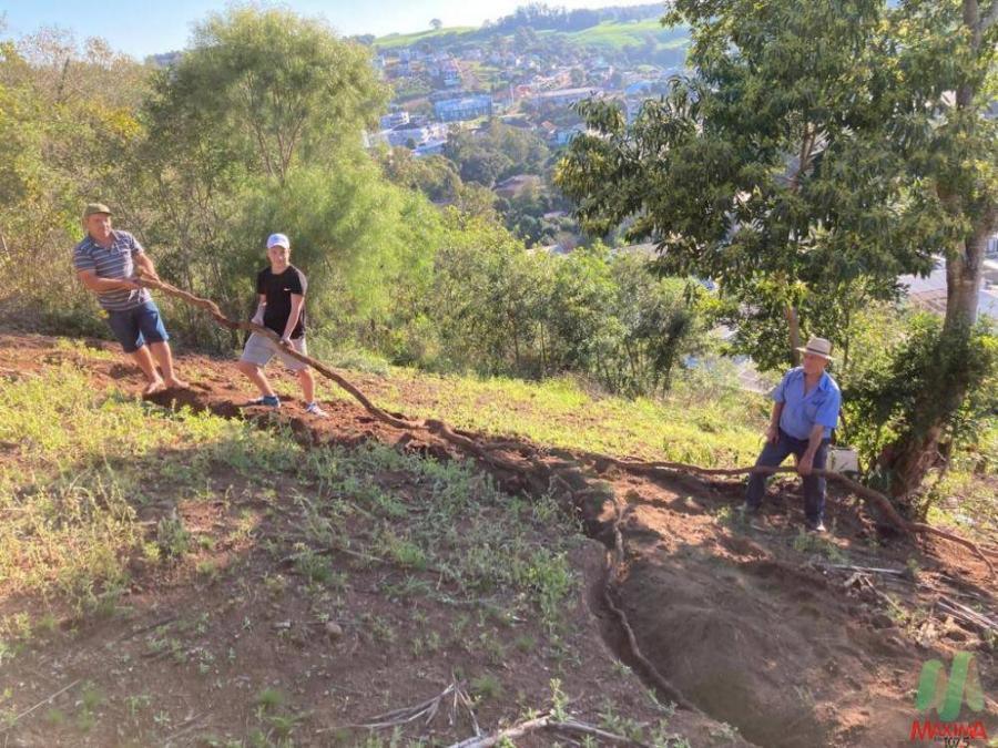 Em Rondinha RS, agricultor colhe raiz de mandioca de 16 metros ... Em Rondinha RS, agricultor colhe raiz de mandioca de 16 metros ...